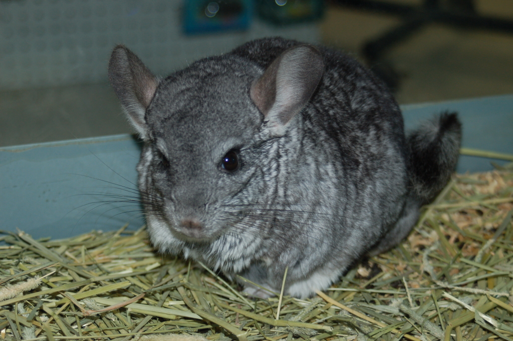 Chinchilla | Animal Ark Kingwood