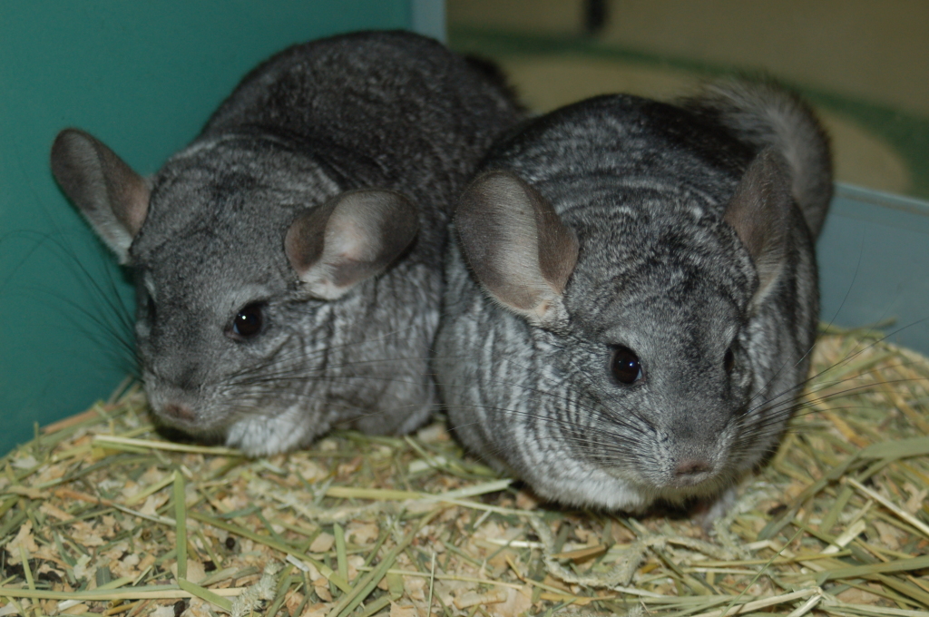 Double Chins | Animal Ark Kingwood